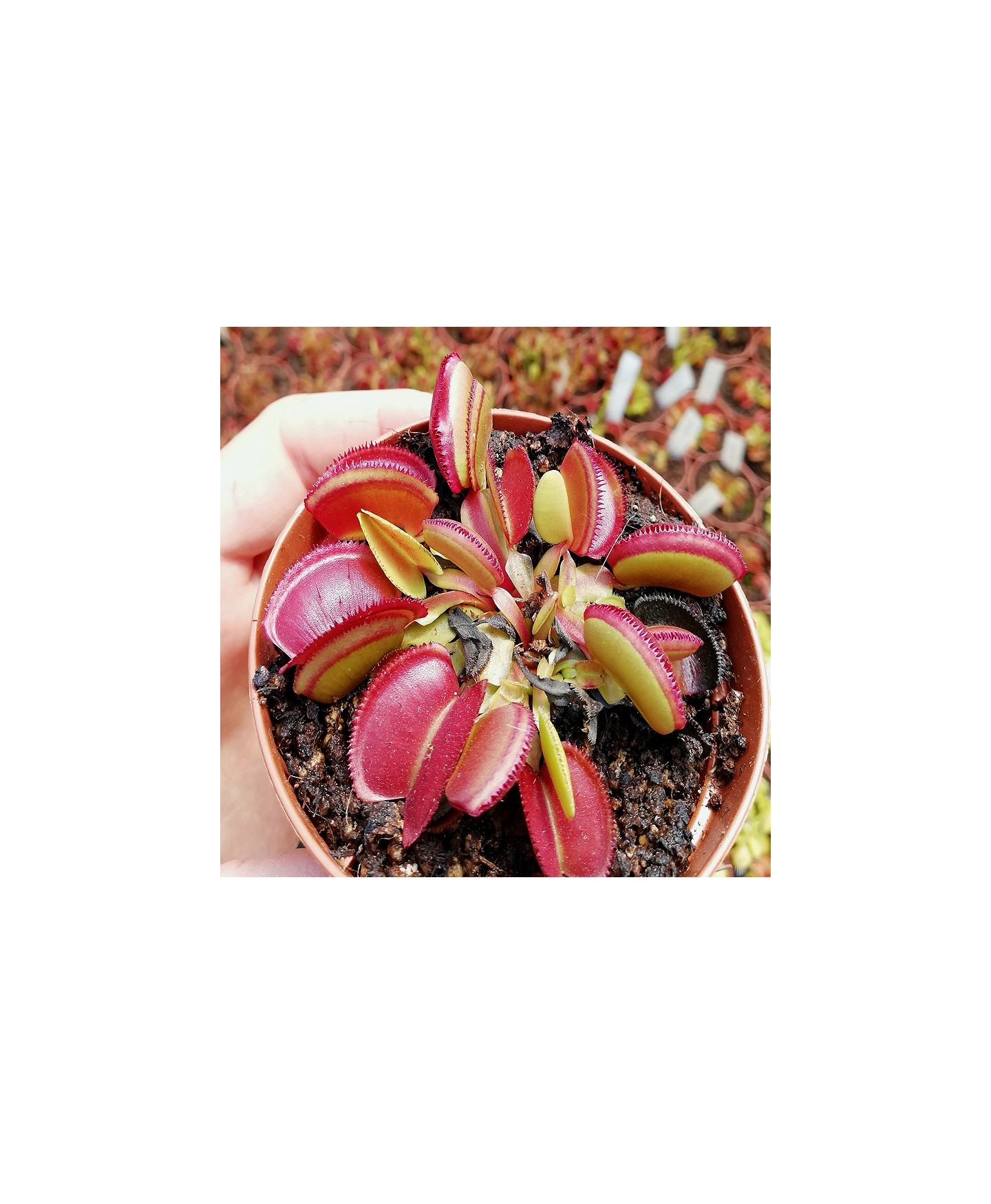 Dioneia Periscope - A Planta Carnívora Rara que Cativa e Protege!