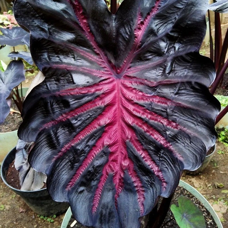 Colocasia The King - Vermelha