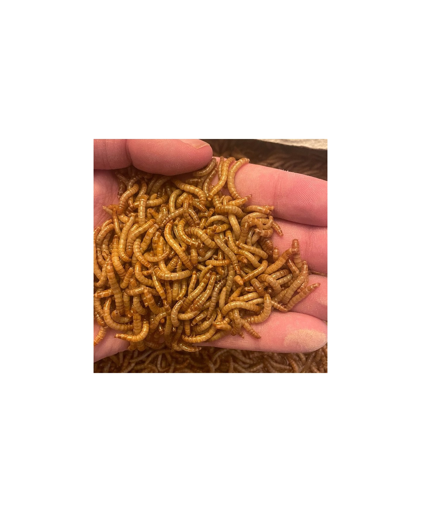 Larvas de Tenébrios - Alimentação Essencial para Répteis, Pássaros e ...