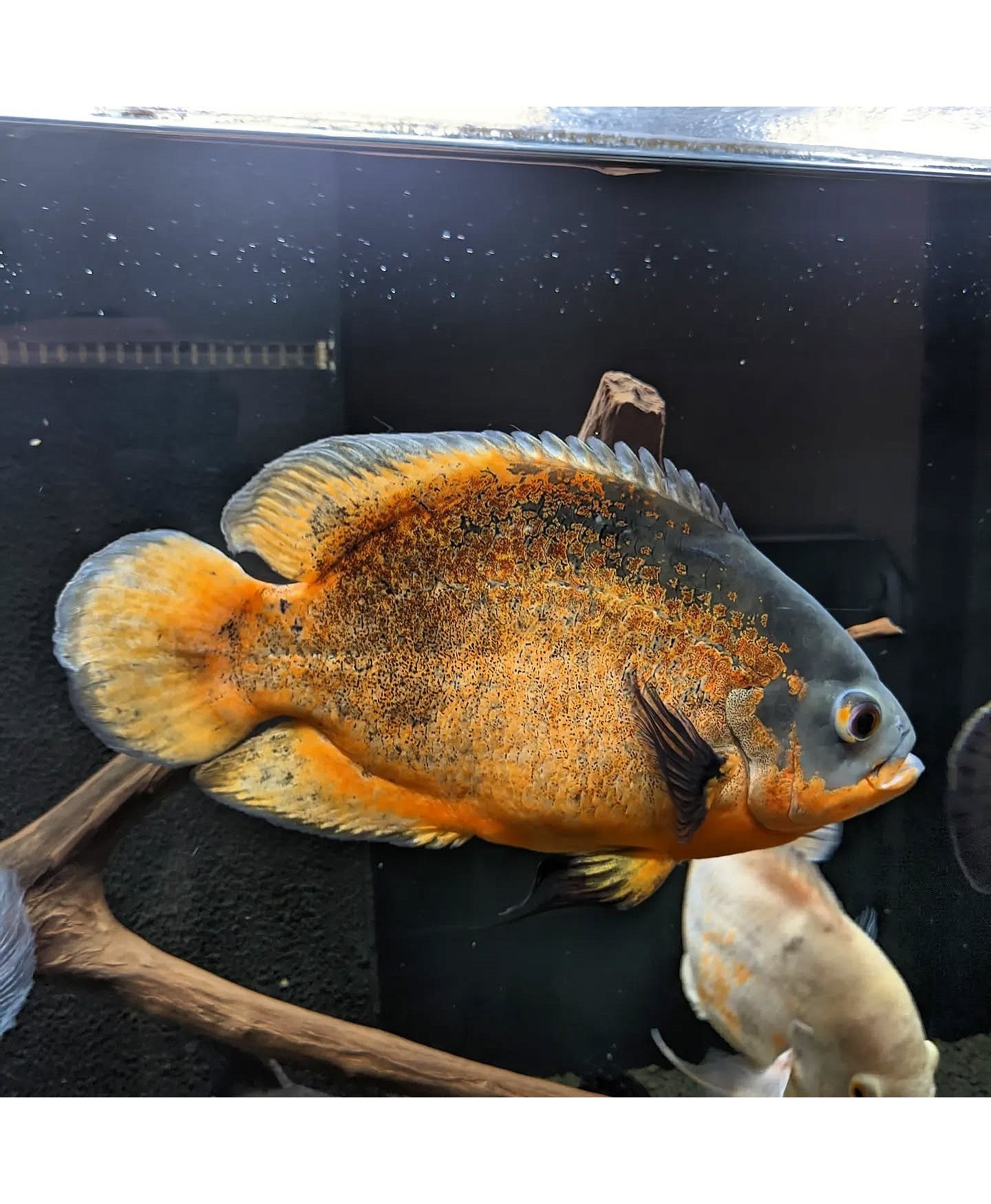 Peixe Oscar Bronze - Comprar Peixes Online