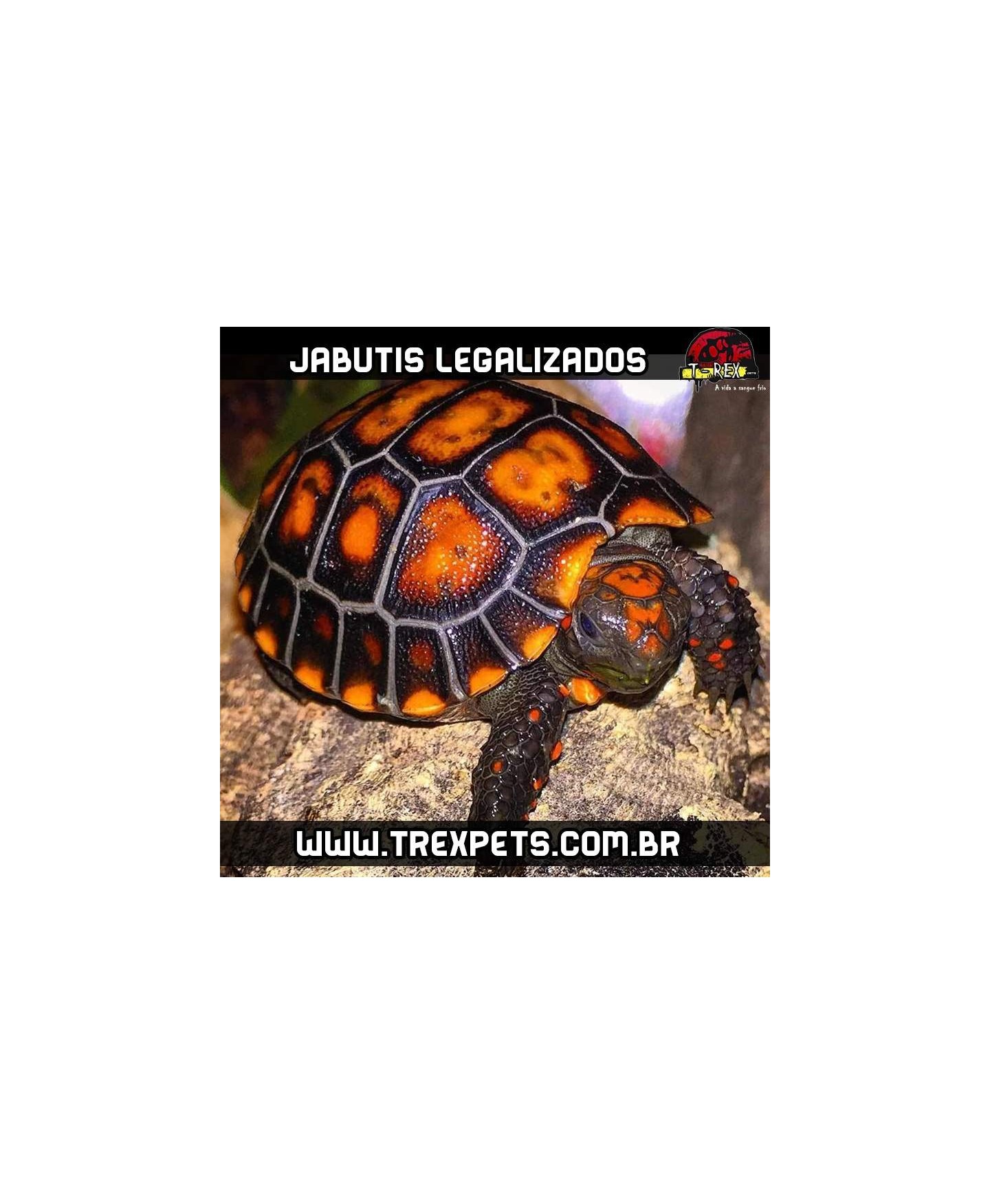 Venda de Jabuti Legalizado (Chelonoidis carbonaria)