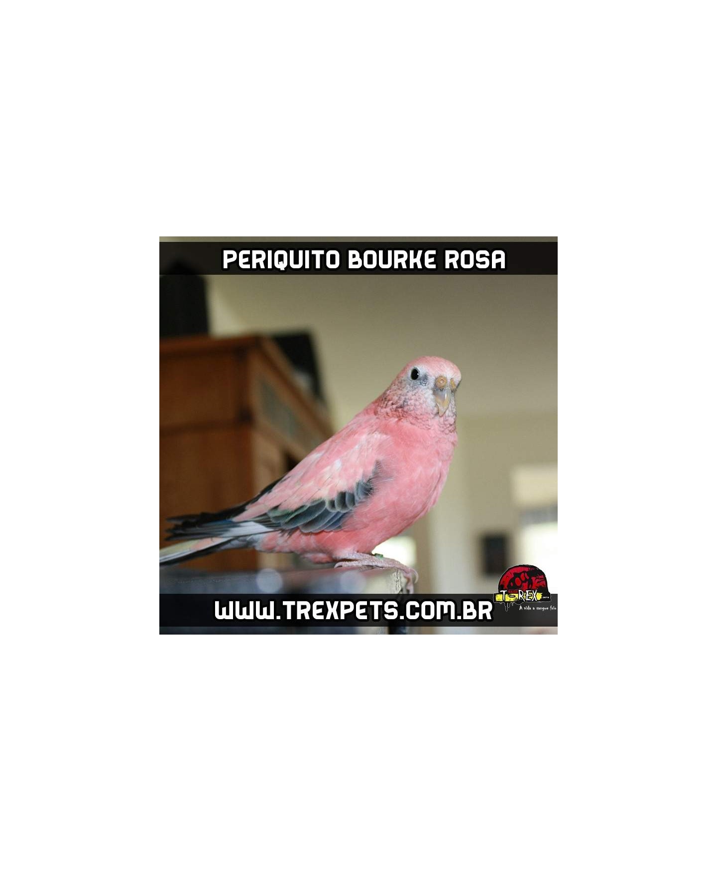 Periquito Bourke Rosa - Beleza e Serenidade em Uma Só Ave | Adquira o Seu!
