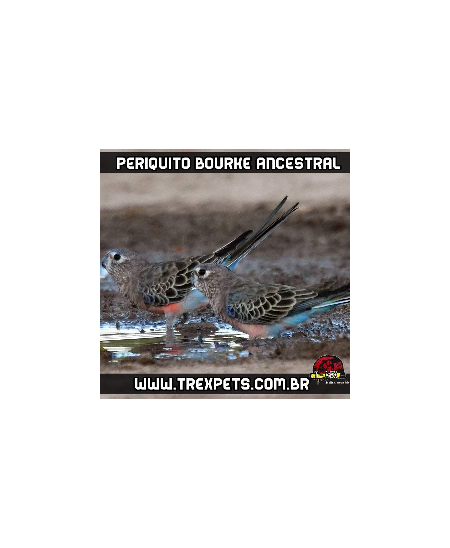 Periquito Bourke Ancestral - Beleza Natural e Encanto Sereno | Adquira ...