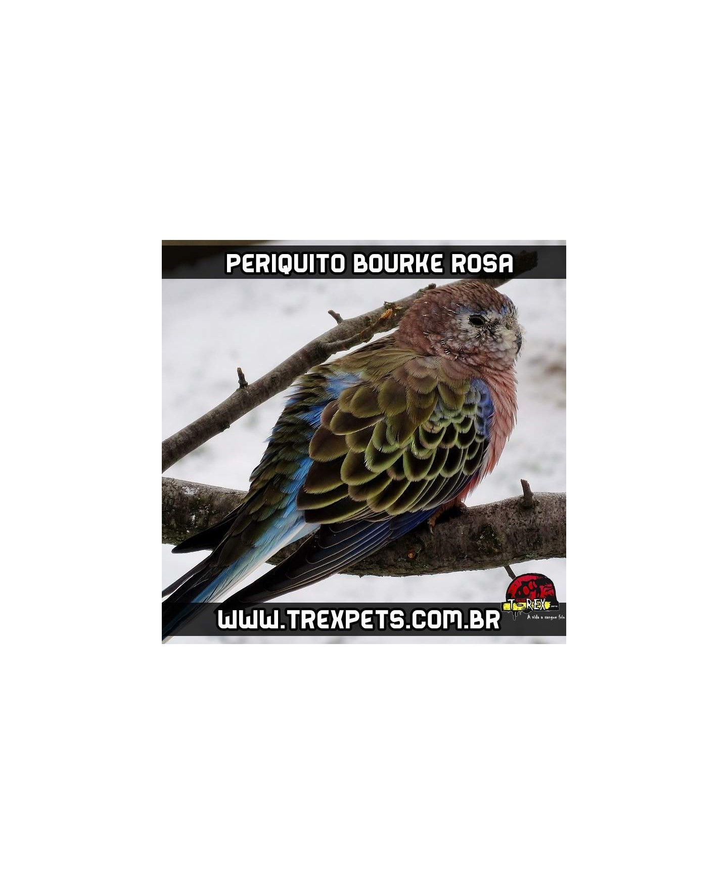 Periquito Bourke Ancestral - Beleza Natural e Encanto Sereno | Adquira ...