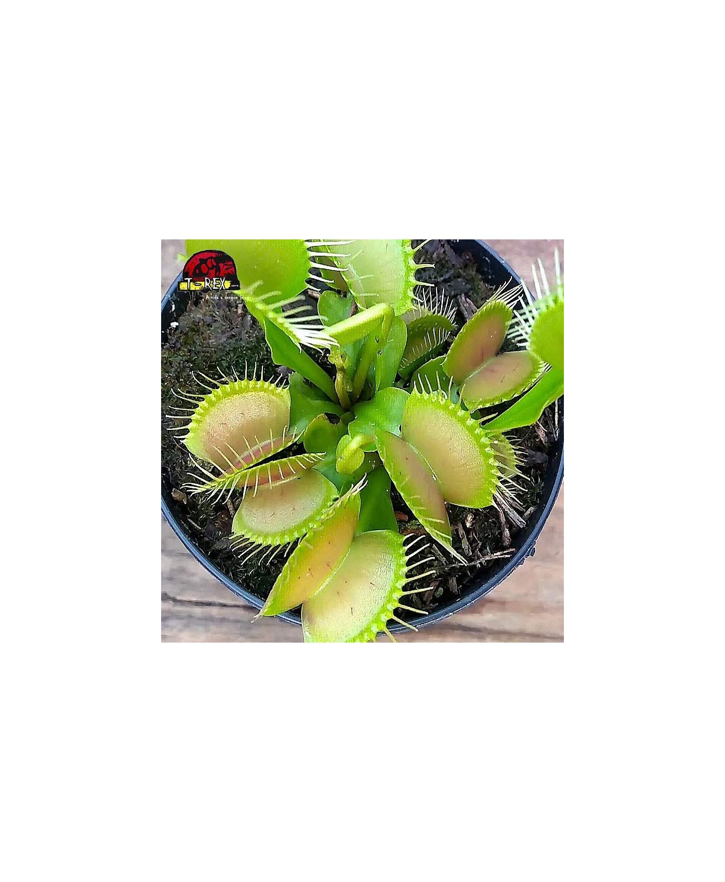 Compre a Muda de Planta Carnívora Dionaea Muscipula Típica | Envio Rápido