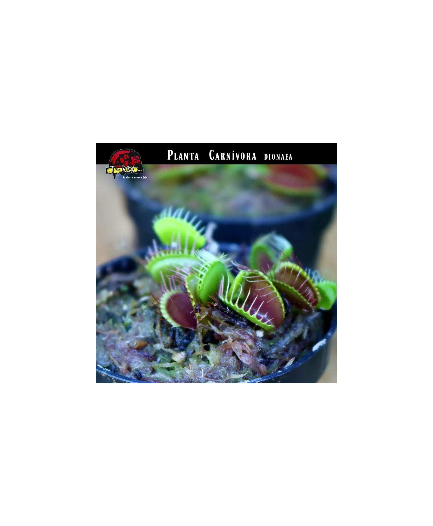 Compre Muda de Planta Carnívora - Envio Rápido e Qualidade Garantida!