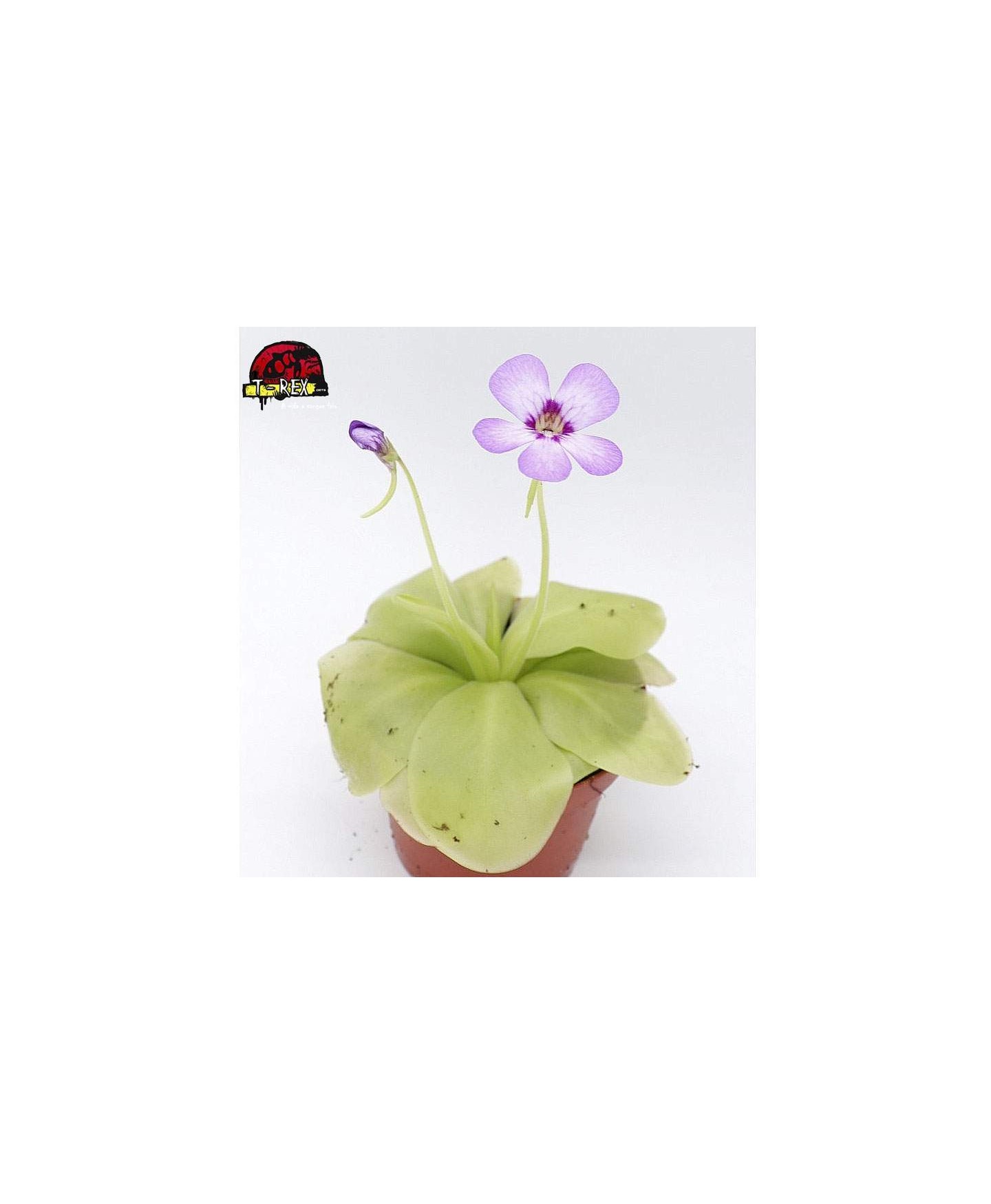 Planta Carnívora - Pinguicula tina: Como Cuidar e Cultivar