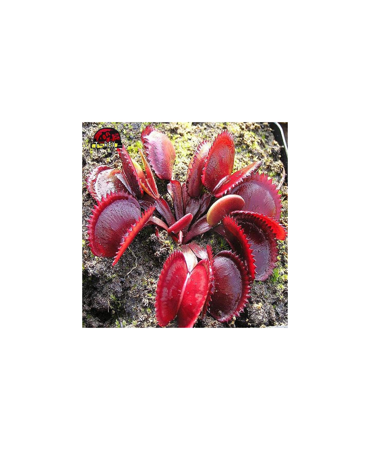 Planta Carnívora - Dionaea Muscipula Red Dragon: Características ...