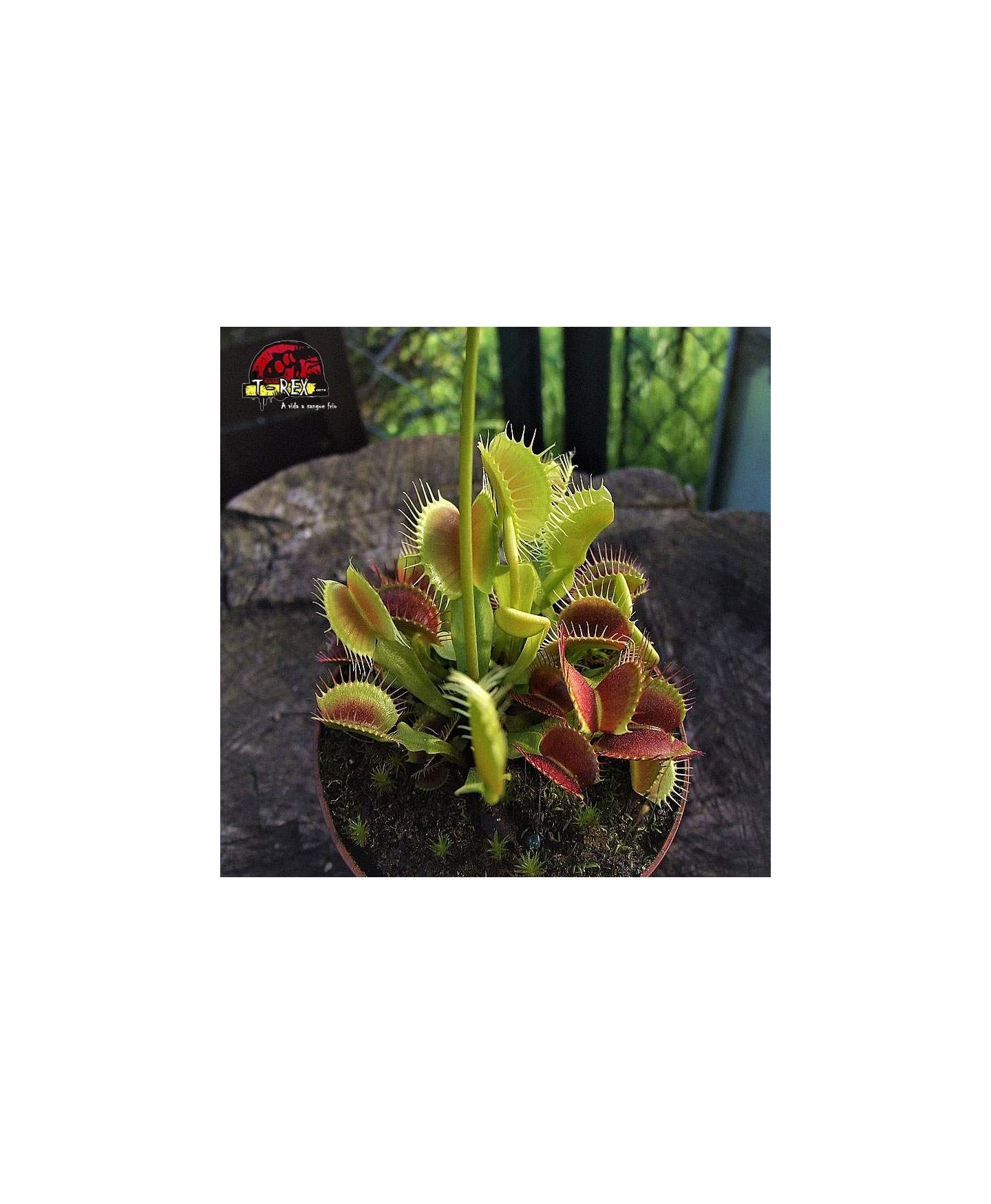 Muda Planta Carnívora - Dioneia Muscipula B52 | Conheça essa espécie de ...