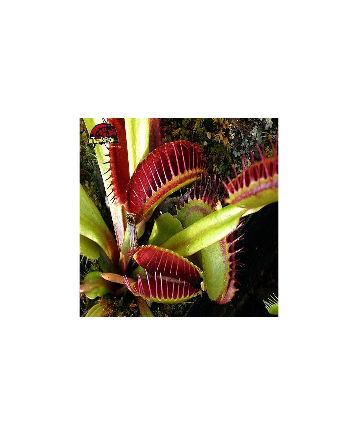 Muda de Planta Carnívora - Como Cultivar e Cuidar