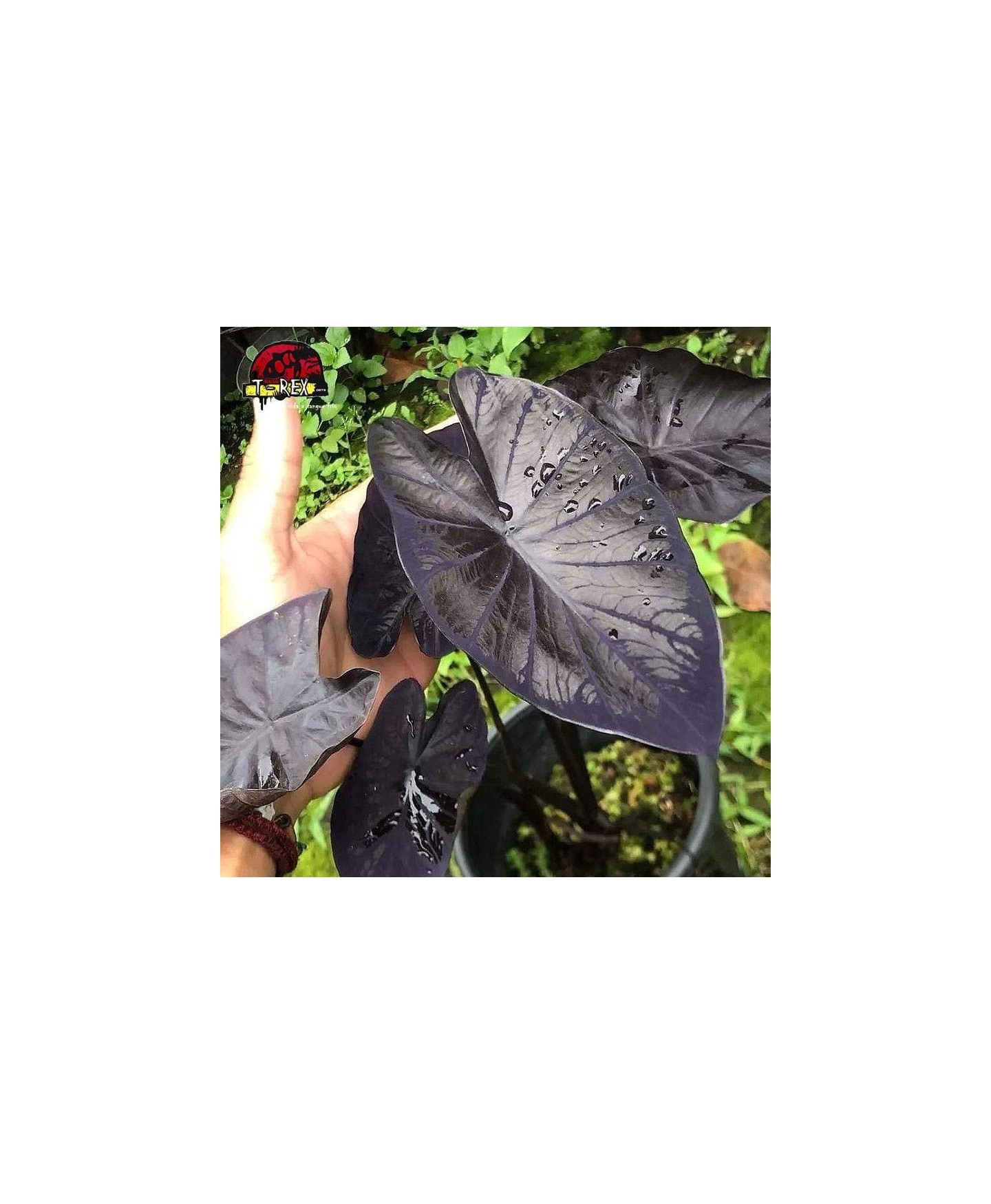 Muda de Planta Colocasia Black Coral: Elegância e Mistério para o seu ...
