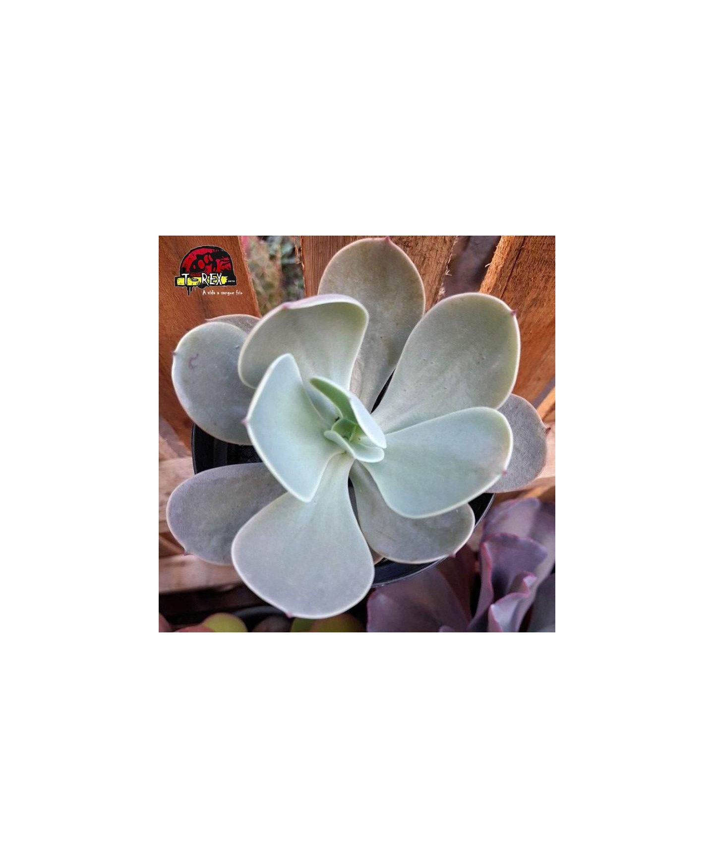 Echeveria Gibbiflora Peruvian Rose - Uma suculenta encantadora de tons ...