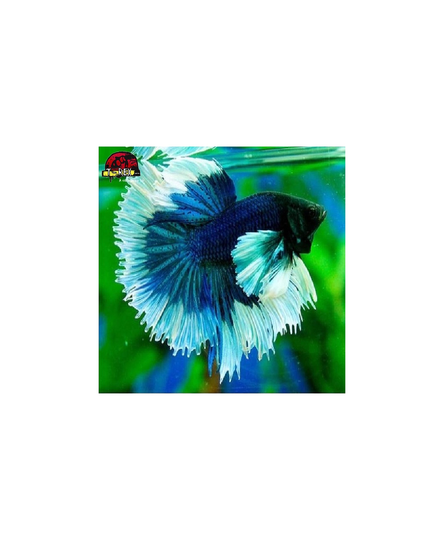Peixes Bettas de Linhagem - Cores e Formas Exclusivas para seu Aquário!