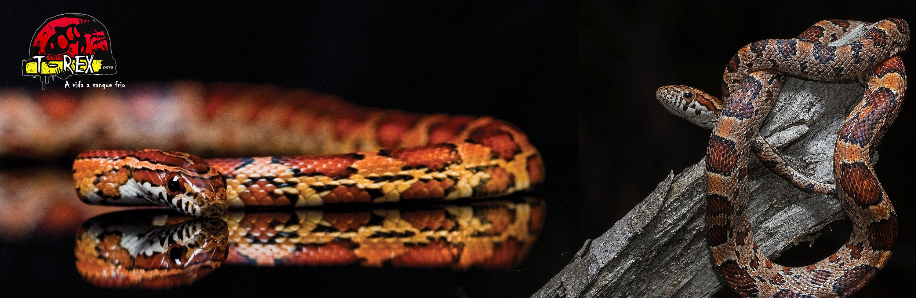 Cobra De Milho Ambar